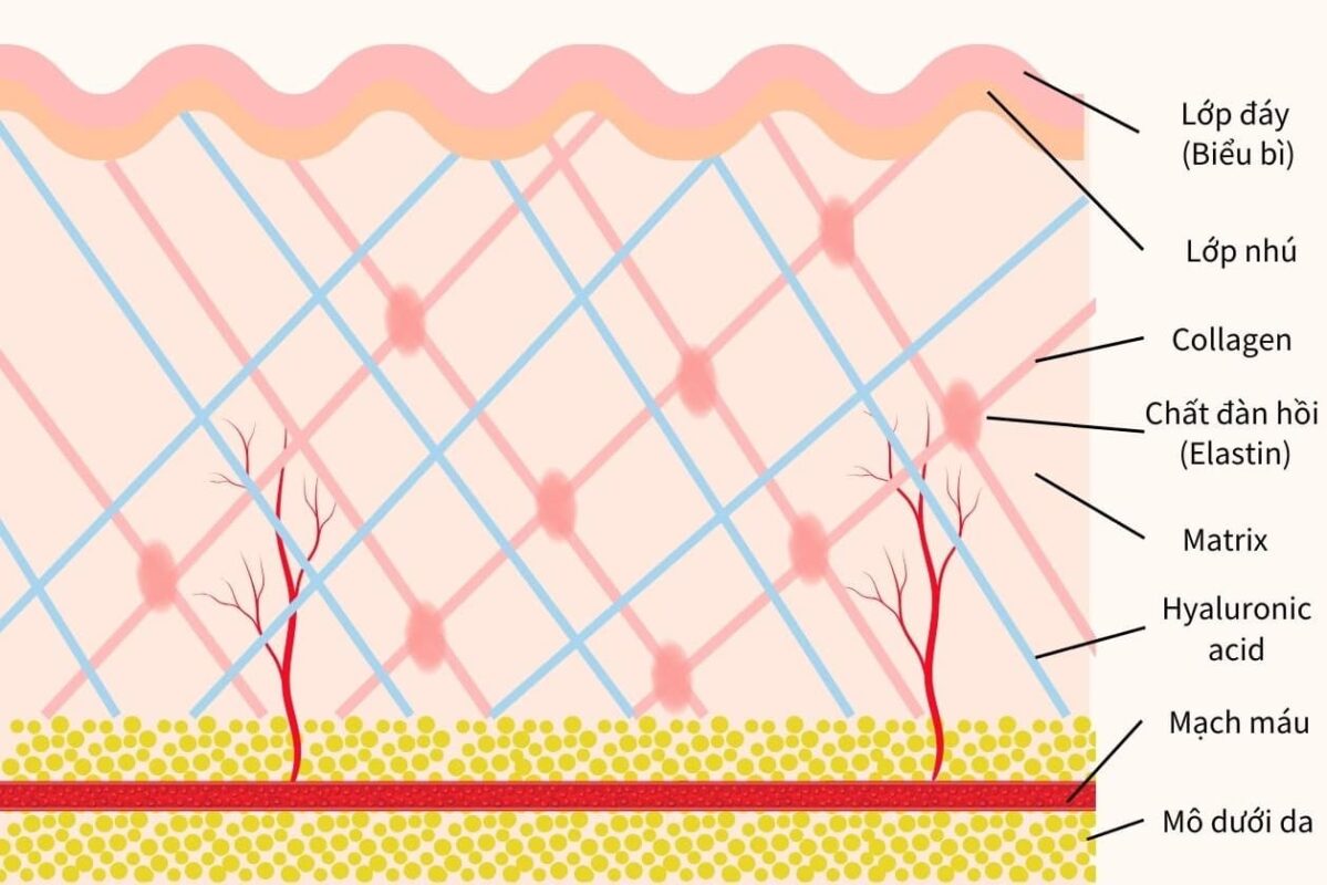 Cấu trúc da và chức năng của 3 lớp: biểu bì - trung bì - hạ bì